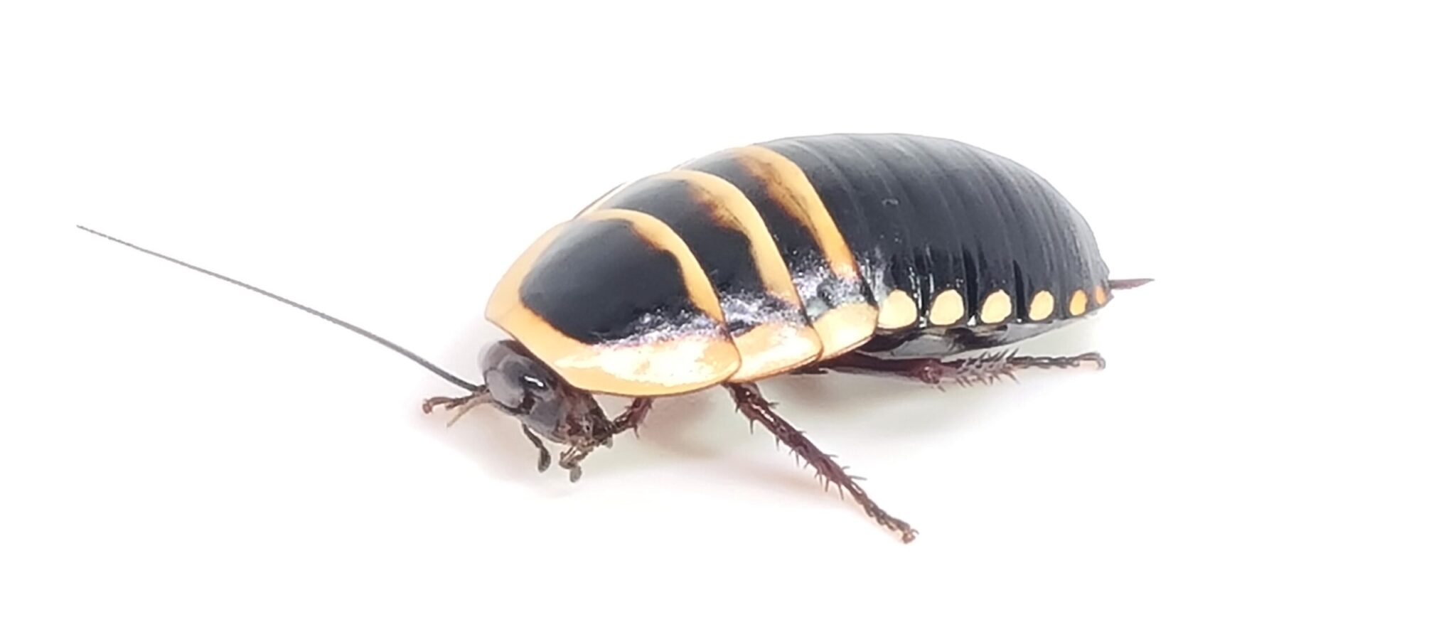 Roaches - outback bugs