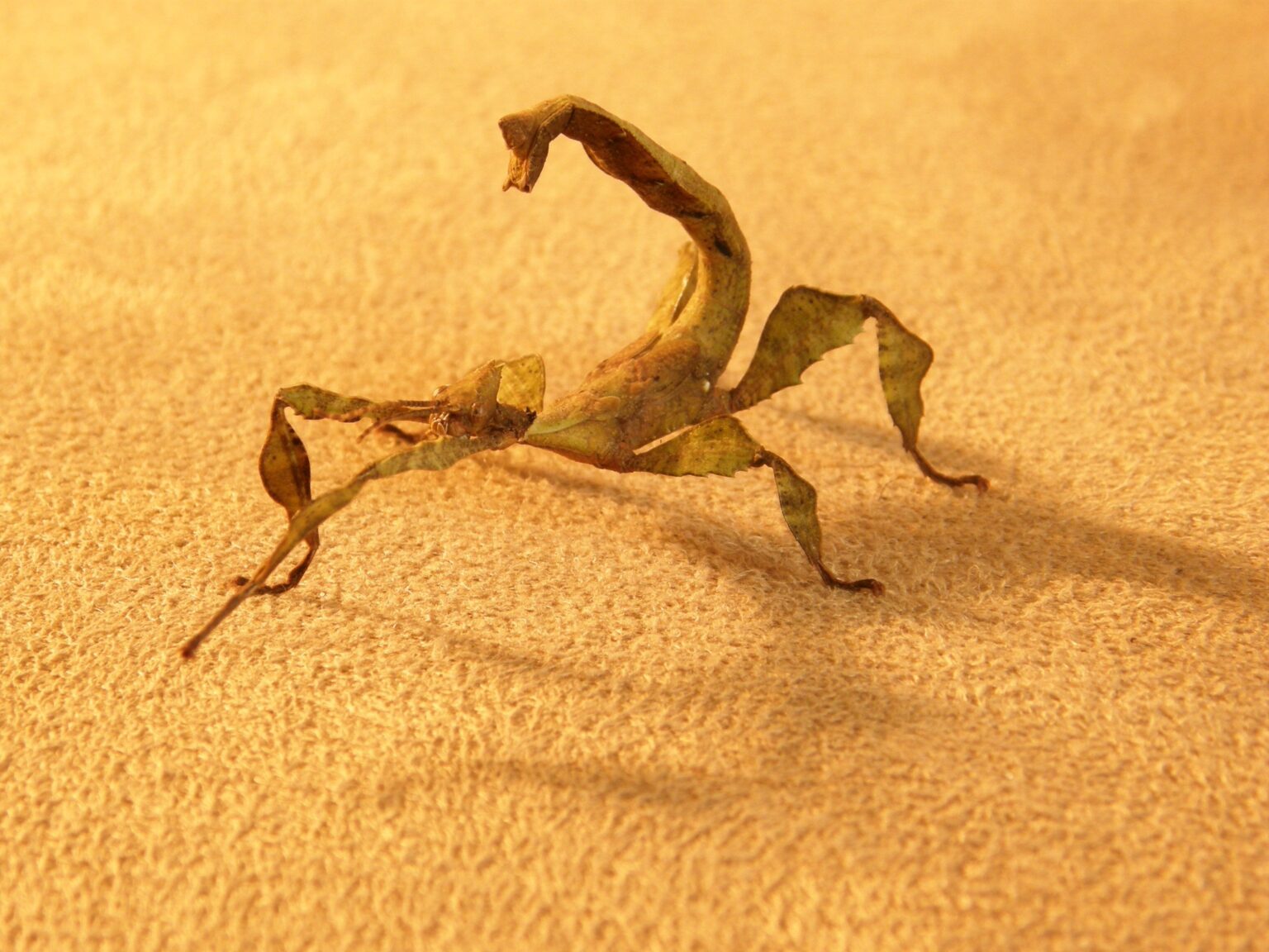 Stick Insects - outback bugs