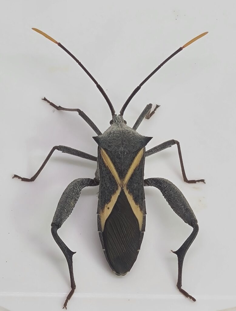 Crusader bug (Mictis profana) - outback bugs