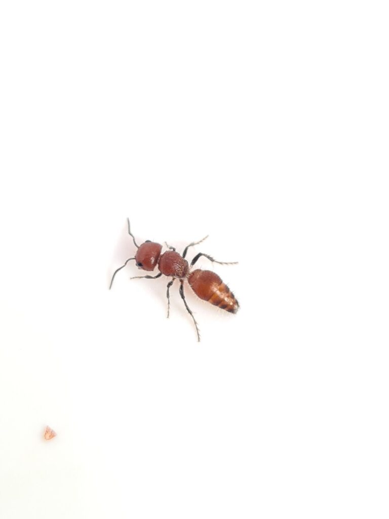 Velvet ant (Mutillidae. sp.2) - outback bugs