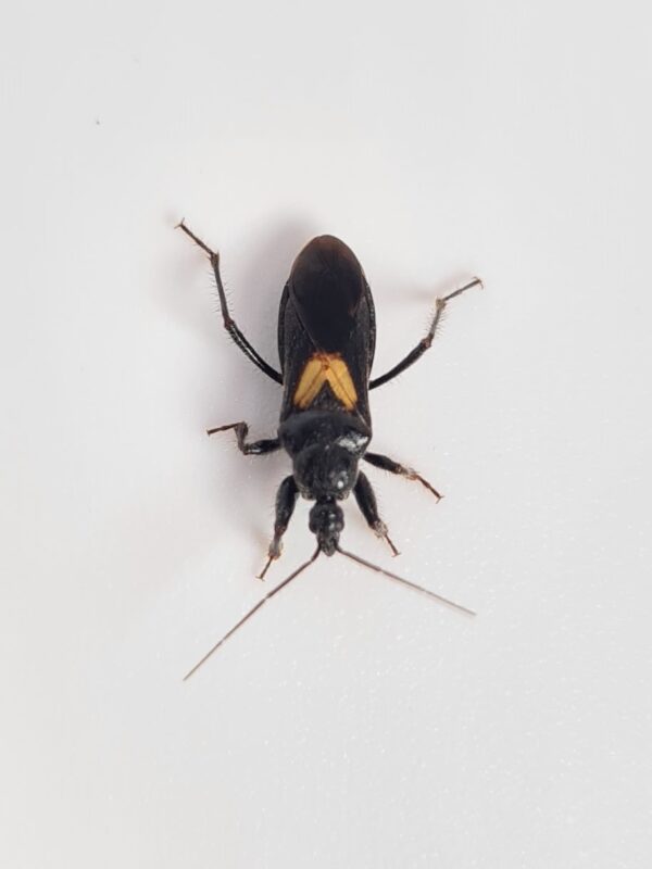 Yellow-spot assassin bug (Peirates sp.) - outback bugs