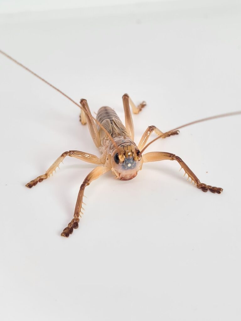 Raspy cricket - outback bugs
