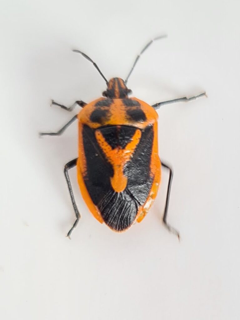 Horehound bug (Agonoscelis rutila) - outback bugs