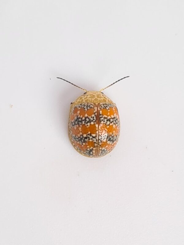 leaf beetle ( Paropsis obsoleta) - outback bugs