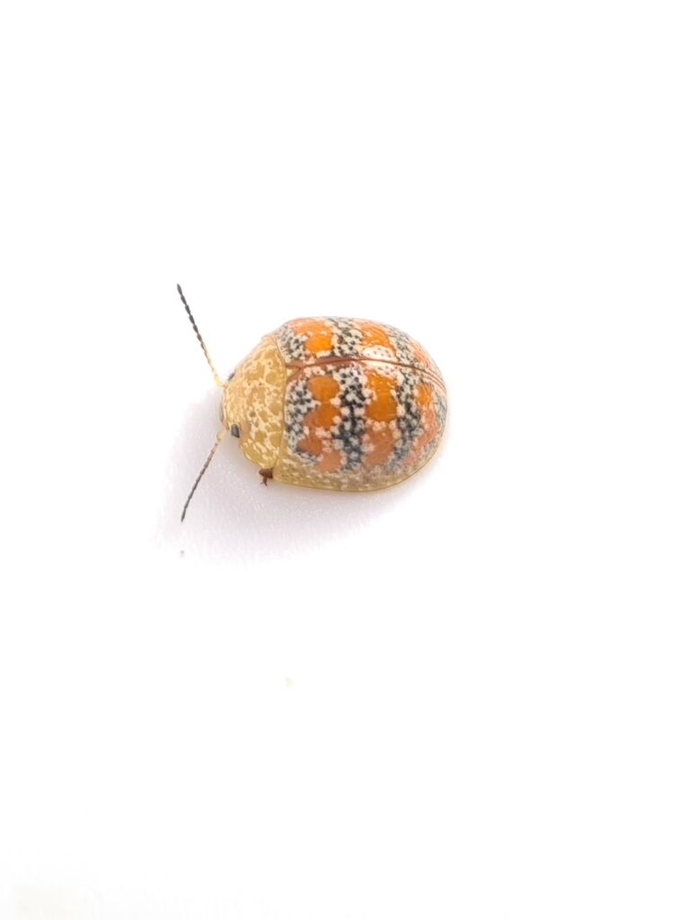 leaf beetle ( Paropsis obsoleta) - outback bugs