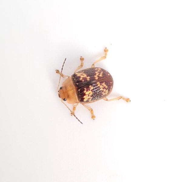 All Inverts - outback bugs