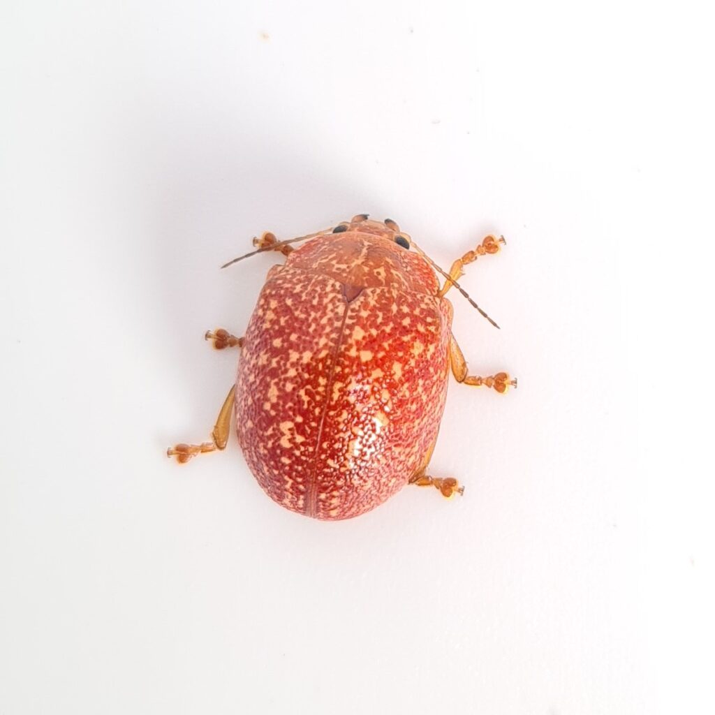 All Inverts - outback bugs
