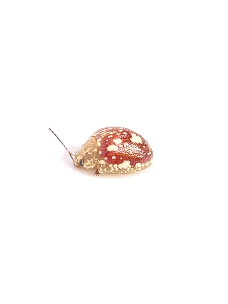 leaf beetle (Paropsis maculata) - outback bugs
