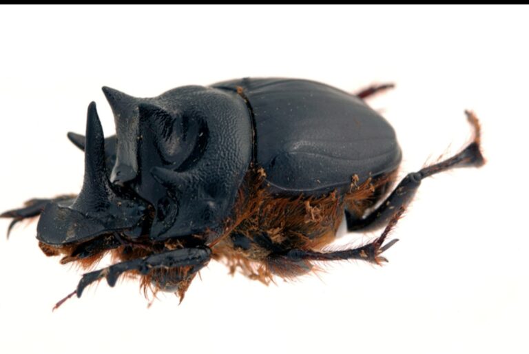Dung Beetles - outback bugs